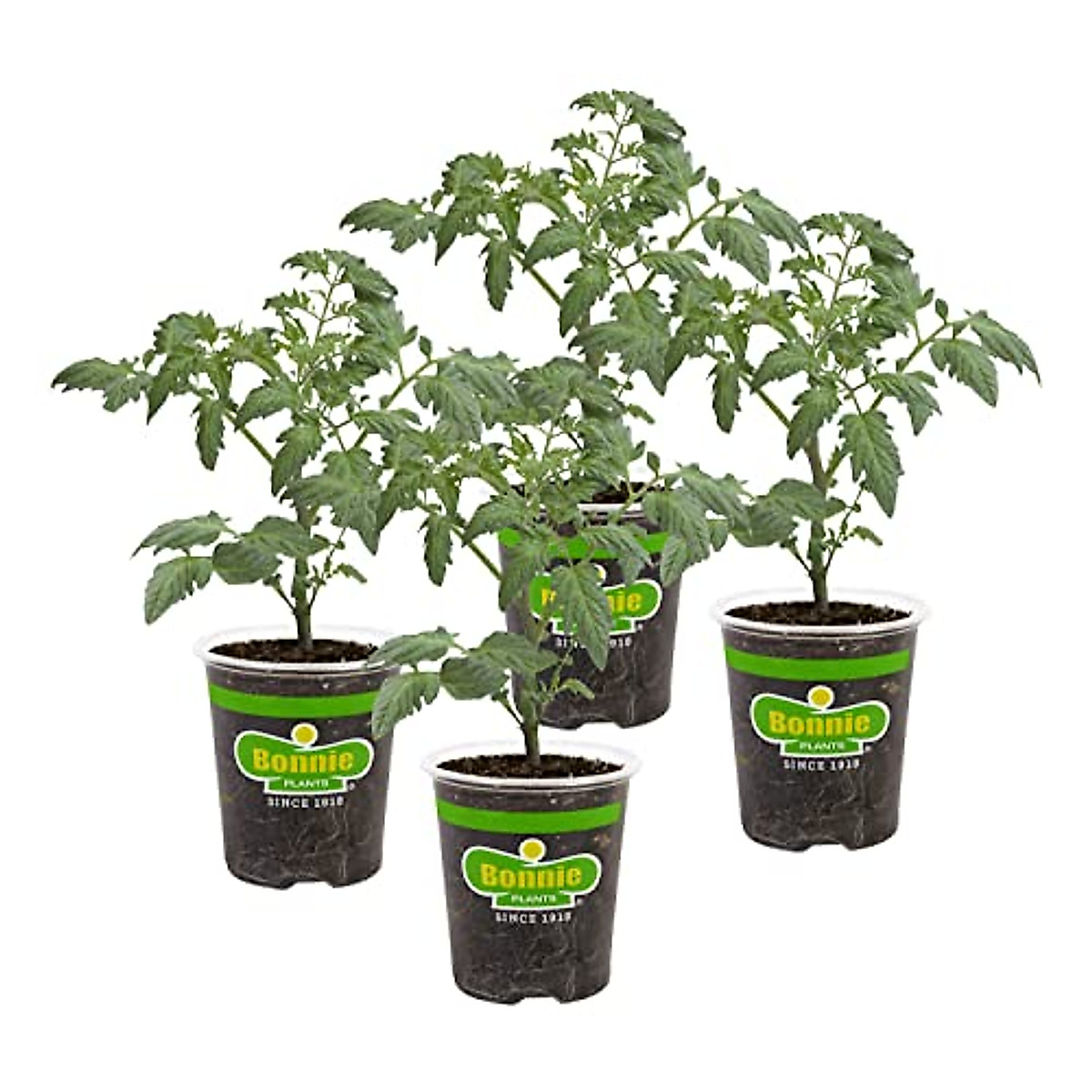 Bonnie PLANTS Husky Cherry Red Tomato Live Vegetable Plants - 4 Pack, Non-GMO, Bite Sized, Disease Resistant