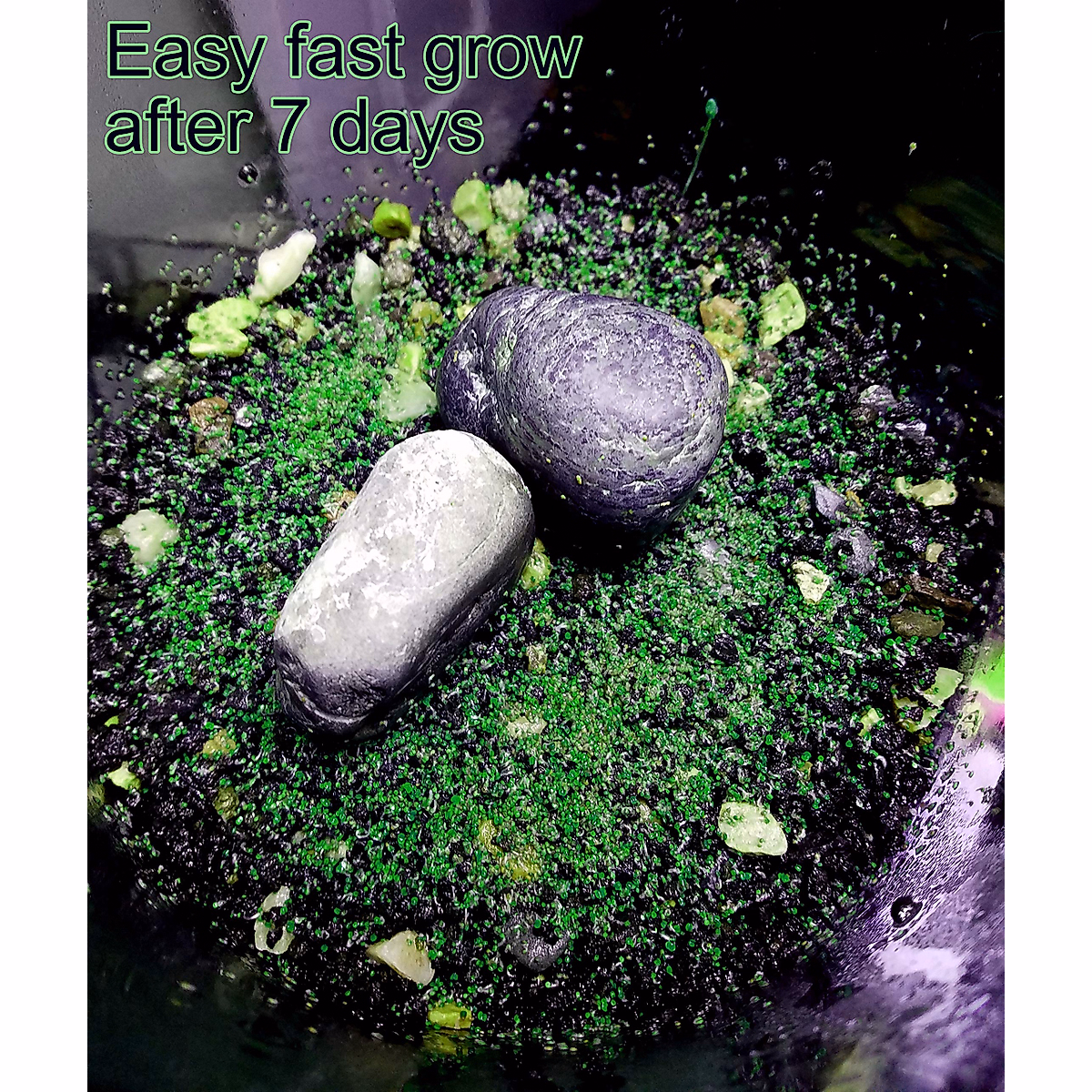 Fresh Water Aquarium Live Plants Foreground Seeds or Carpeting in Planted Fish Tank. Safe for Shrimps, Betta, Goldfish, and Guppies.