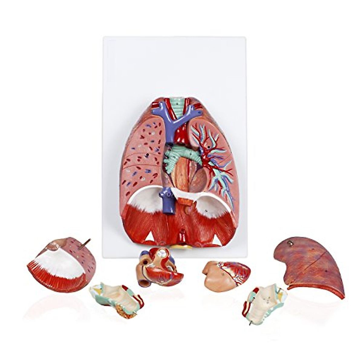 Jackson Global JS00091 Human Respiratory System | Life Size | Includes 7 Removable Parts