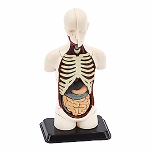 Human Anatomy Model | 32 Piece Human Body Puzzle | Perfect for Anatomy Study | Build Your Own Anatomy Museum | Torso Anatomy Model for Learning | Great Gift for Nurse, Dentist, Medical Students