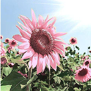 100pcs Pink Sunflower Seeds for Planting, Heirloom and Non-GMO Seeds, Easy to Plant and Grow, Outdoor Garden and Bonsai Plants