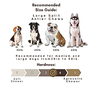 WhiteTail Naturals - Split Antlers for Large Dogs - (2 Pack- Large) - Naturally Shed, Long Lasting Dog Antler Horn - Tough Chew Bones for Aggressive Chewers