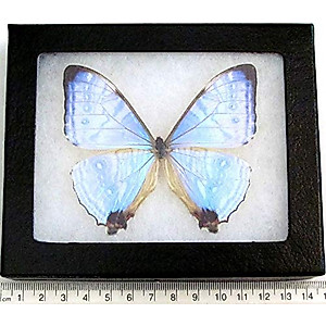 BicBugs Morpho sulkowski Purple Pink Blue Butterfly Peru Framed Real