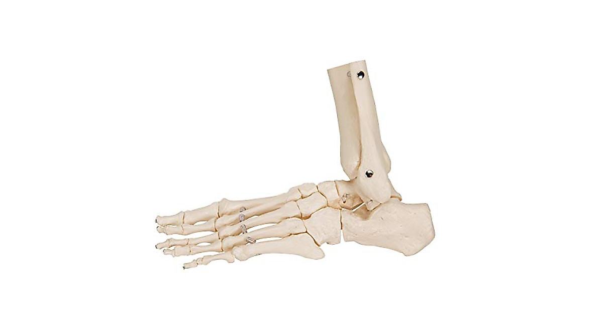 3B Scientific Foot Skeleton - Flexible Anatomical Model