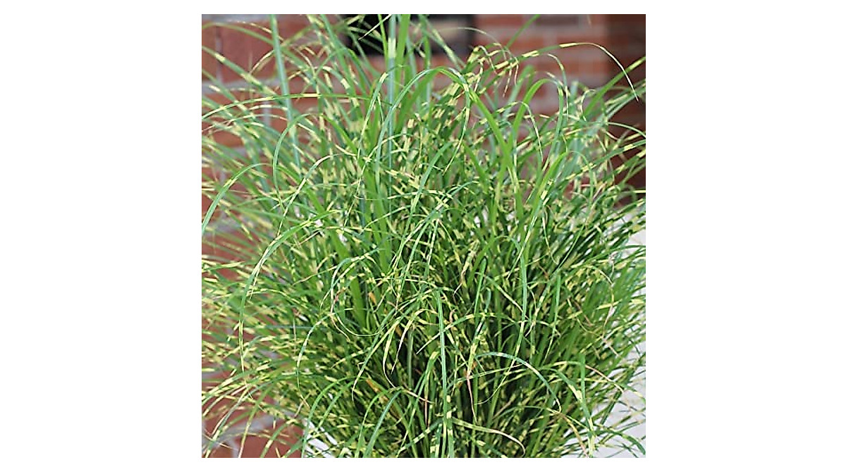 CHUXAY GARDEN Miscanthus Sinensis,Silver Maiden Grass 10 Seeds Hardy ...