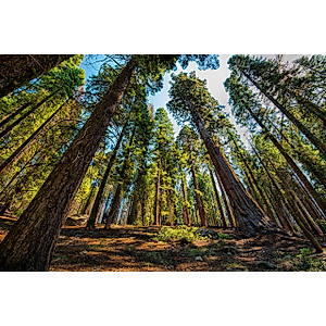 50 Giant Sequoia Seeds, Giant Redwood, Wellingtonia Seeds - 50 Seeds (Sequoiadendron giganteum) - Pack of 50 Rare and Viable Seeds - QO Seeds