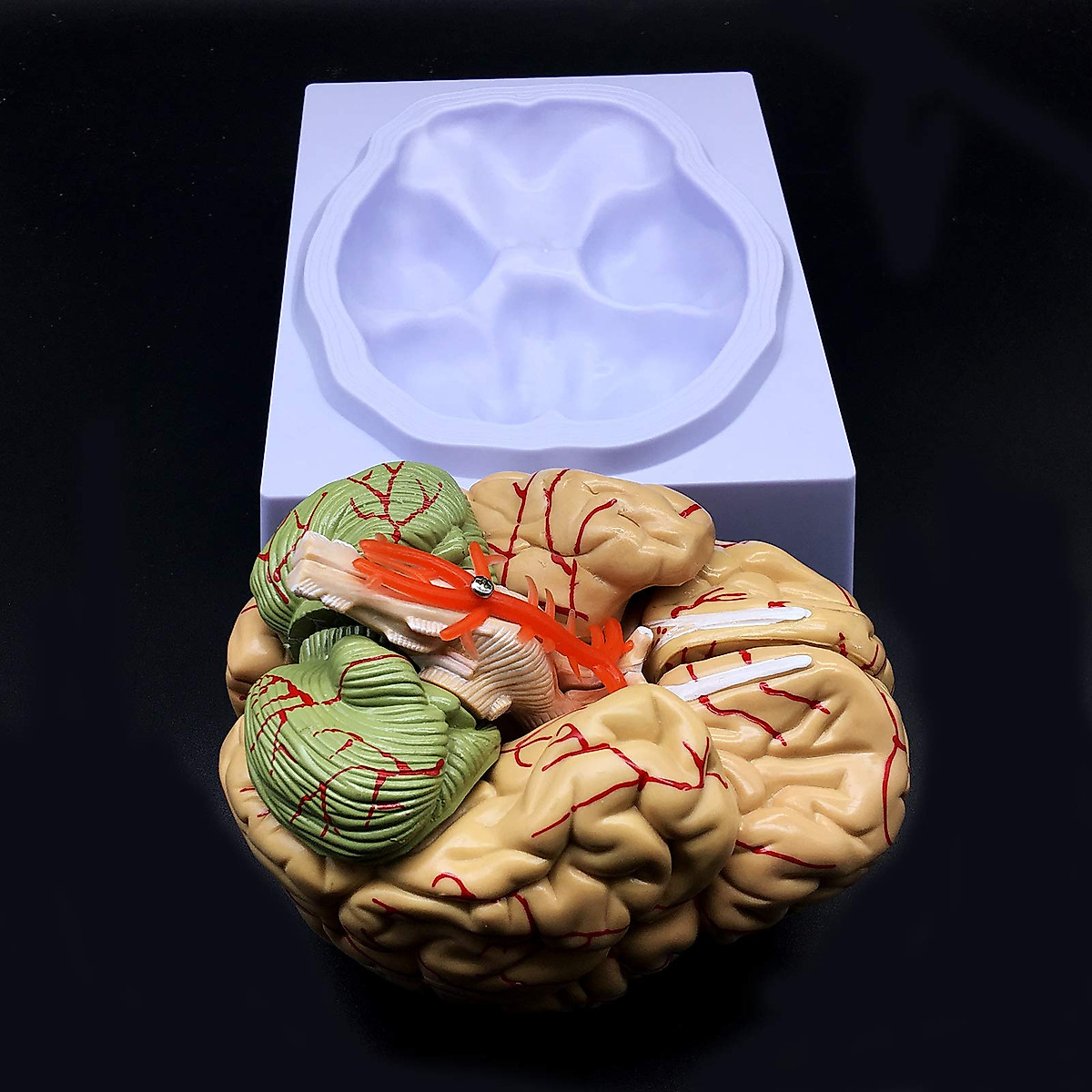 Human Brain Model, Anatomically Accurate Brain Model Life Size Human Brain Anatomy for Science Classroom Study Display Teaching Medical Model