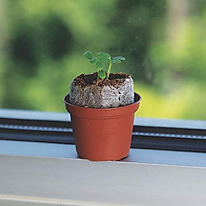 Fat Brain Toys Surprise Ride - Grow a Milkweed Tropical Asclepias Activity Kit - Ages 5+