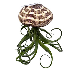 BubbleBlooms Large Tillandsia Jellyfish, Big Hanging air Plant with Seashell