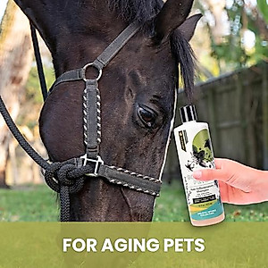 Gou Gou Pets Holistic Natural Derived Joint Inflammation Pet Shampoo: Veterinarian Recommended - Soothing Joint Pain and Soreness for Dogs, Cats and Horses - Made in USA - 16 oz