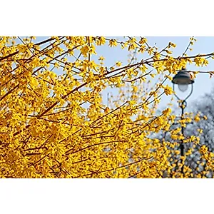 Yellow Lynwood Forsythia - 1 Gallon Established Potted Plant - Forsythia x Intermedia 'Lynwood Variety, Fast Growing Tree, Spring Color, Spring Blooms, Fall Color