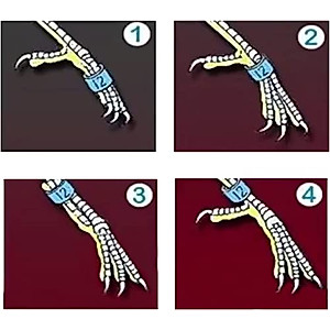 PFCKE Bird Foot Ring Bird Leg Ring Aluminum Dosed Bird Leg Ring Identification Pigeon Training Ring for Hibiscus Birds, Parrots, Peonies, Pigeons, Etc. Mixed Colors 50 Pieces Per Pack