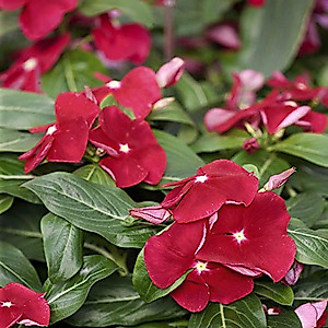 Outsidepride Vinca Periwinkle Cora Red Garden Flower, Ground Cover, & Container Plants - 25 Seeds
