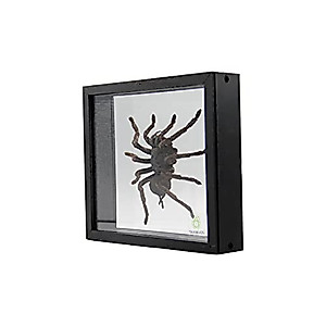 Real Giant Bird Eating Tarantula EURYPEIMA SPINCRUS Spider Taxidermy Transparent Boxed Display (Glass Background Black Frame)