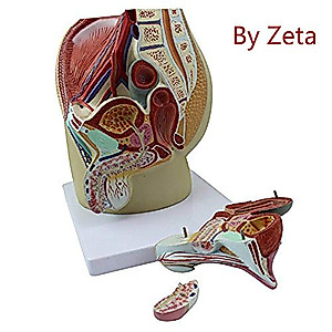 Zeta Male Pelvis Male Genital System Anatomical Model Human Anatomy Model Median Sagittal Section Model