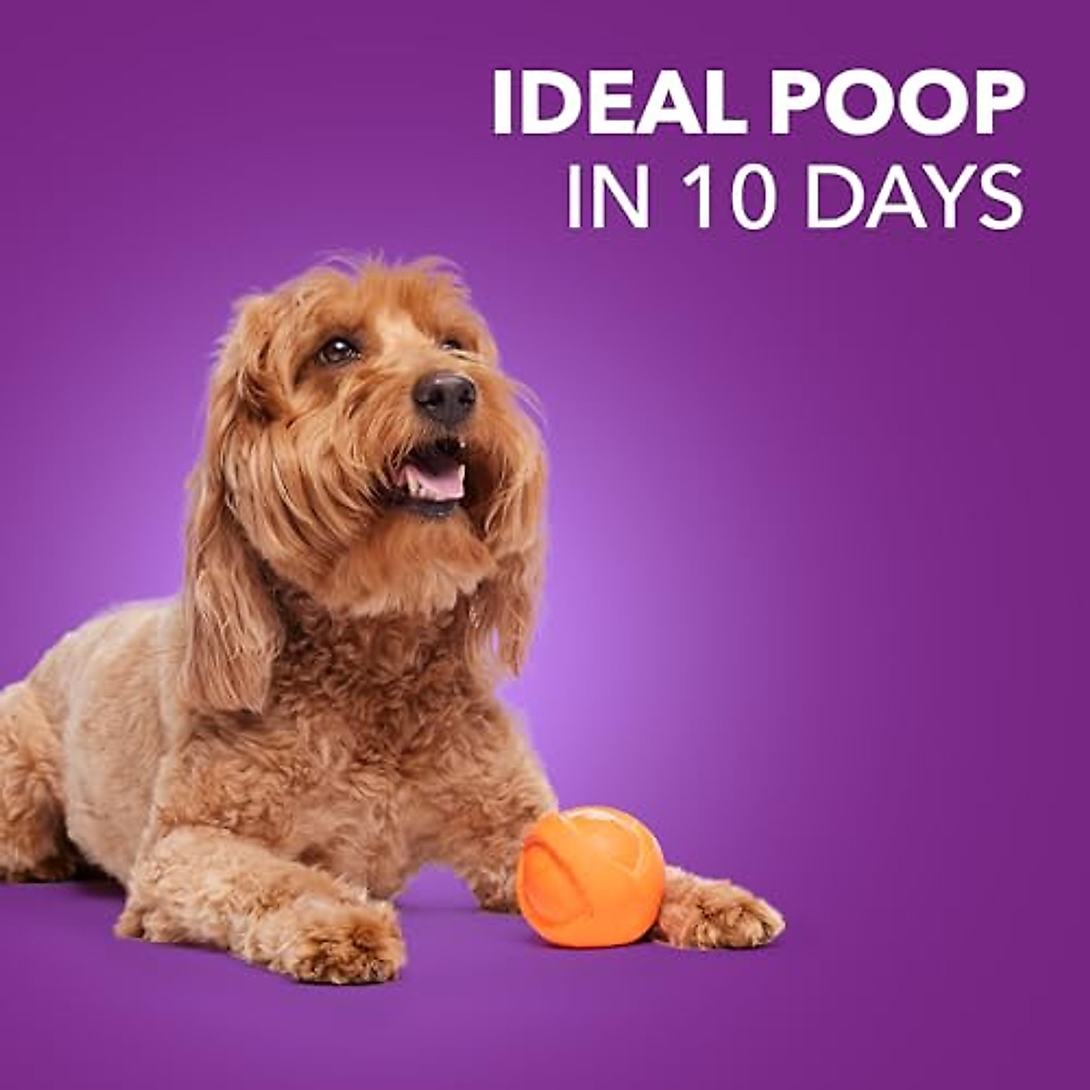 Iams Advanced Health Adult Healthy Digestion Dry Dog Food with Real Chicken, 6 lb. Bag