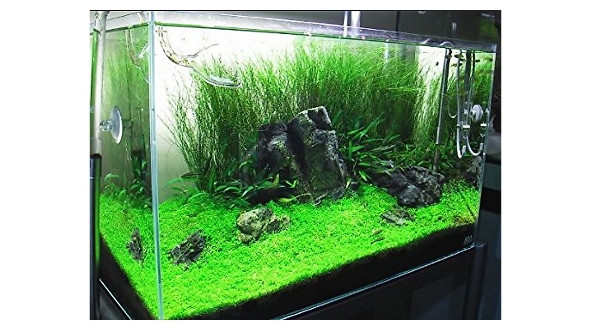 Mainam Dwarf Baby Tears Carpet - Live Aquarium Plant for Freshwater Tanks
