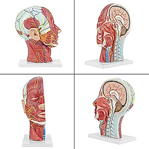 Brain Model Anatomical Medical Scientific Education Human Head Brain Neck Median Section Study Model with Muscular Vascular Internal Structure