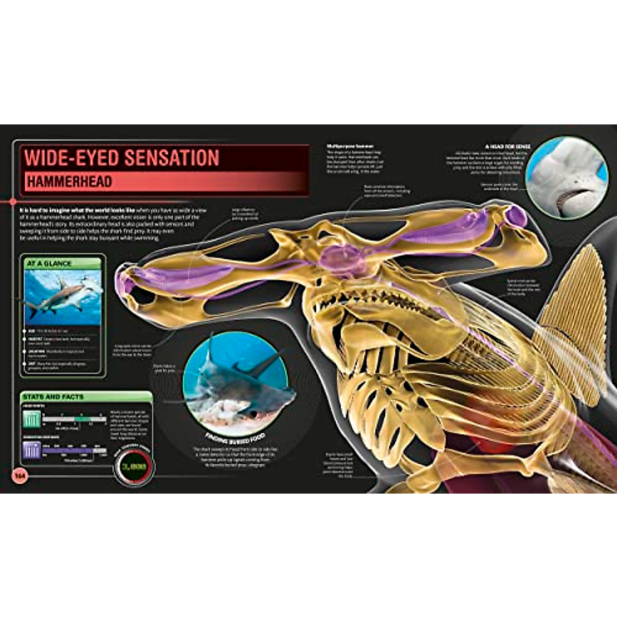 Super Shark Encyclopedia: And Other Creatures of the Deep (DK Super Nature Encyclopedias)