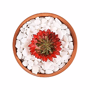 Mini White Rocks Stone Decorative Pebbles Vase Fillers Succulents Cactus Bonsai DIY Plant Rock Garden Outdoor Indoor Gravel for Aquarium, Fish Tank, Terrarium, Fairy Gardening, Top Dressing 5-lbs
