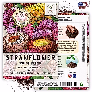 Seed Needs, Mixed Strawflower Seeds for Planting (Xerochrysum bracteatum) Heirloom & Open Pollinated, Attracts Pollinators (2 Packs)