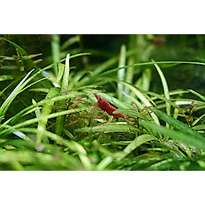 Seachem Flourish Freshwater Plant Supplement - Aquarium Element and Nutrient Blend 2L / 67.6 oz