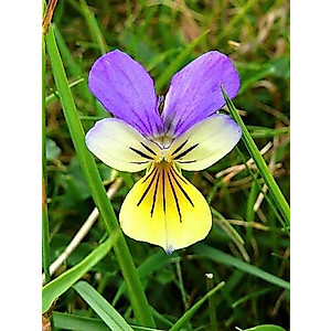 50 Seeds Johnny Jump Up Viola Tricolor Violet Flower edlcy (Seeds)