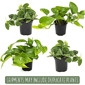 Live Pothos Plants (4PK) Indoor Plants Live Houseplants, Pothos Live Plant House Plants Indoors Live Plants, Money Plant Indoor Pothos Plant Decor, Devils Ivy Trailing Plants Live by Plants for Pets