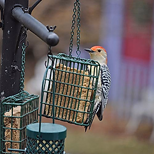 C&S Hot Pepper Delight No Melt Suet Dough 11.75 Ounces, 12 Pack