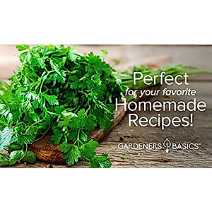 Parsley Seeds for Planting, Italian Flat Leaf is A Heirloom, Open-Pollinated, Non-GMO Herb Variety- Great for Indoor and Outdoor Gardening and Herbal Tea Gardens by Gardeners Basics