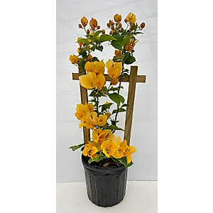 Live Plant Bougainvillea Vine Plant Assorted Colors 6" Pot with Trellis