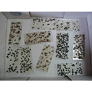 10 Pk Camel Cricket/Roach/Scorpion Sticky Traps