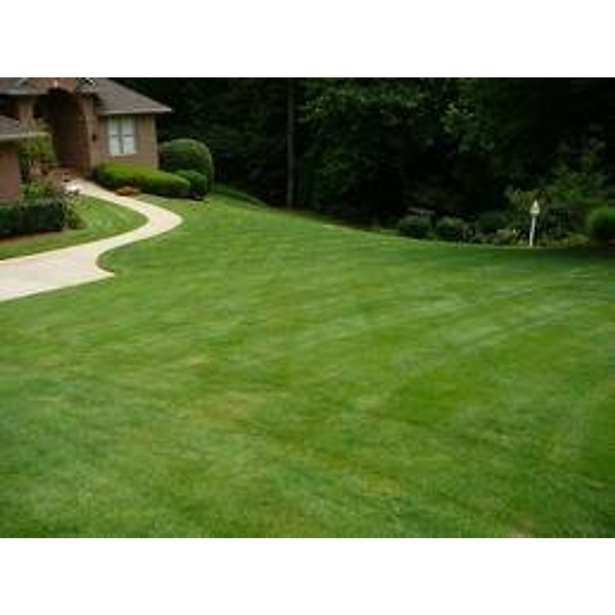 The Dirty Gardener Zenith Zoysia Grass Seed - 1 Pound