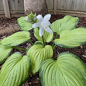 Guacamole Hosta - TriStar Plants - Plantain Lily - 1 Quart Pot, Healthy Established Roots, Shade Garden Plant, Fast Growing Tree, Attracts Pollinators
