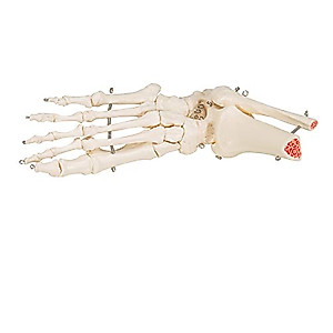 3B Scientific A31 Foot Skeleton w/portions of Tibia-Fibula - 3B Smart Anatomy
