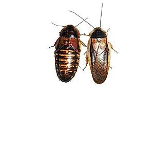 Dubia Roaches 100 Mixed Size for Feeding Reptiles by Copper Dragon's Roaches