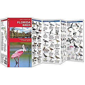 Florida Birds: A Folding Pocket Guide to Familiar Species (Nature Observation North America)
