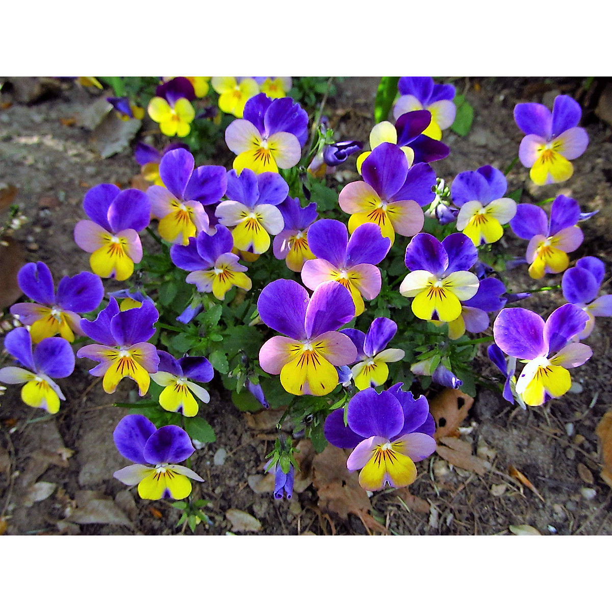 50 DARK JOHNNY JUMP UP Violet Viola Tricolor Flower Seeds