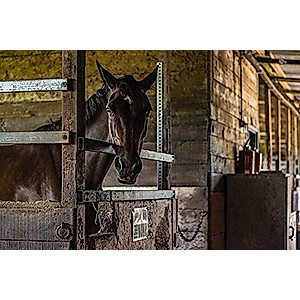 Durvet Duramectin Equine Wormer Paste - 3 Tubes