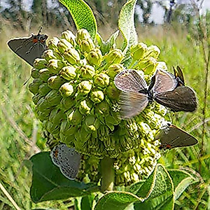 QAUZUY GARDEN 10 Green Comet Milkweed Seeds (Asclepias Viridiflora) Green-Flower Milkweed | Striking Showy Fast-Growing Perennial Flower | Attract Pollinators