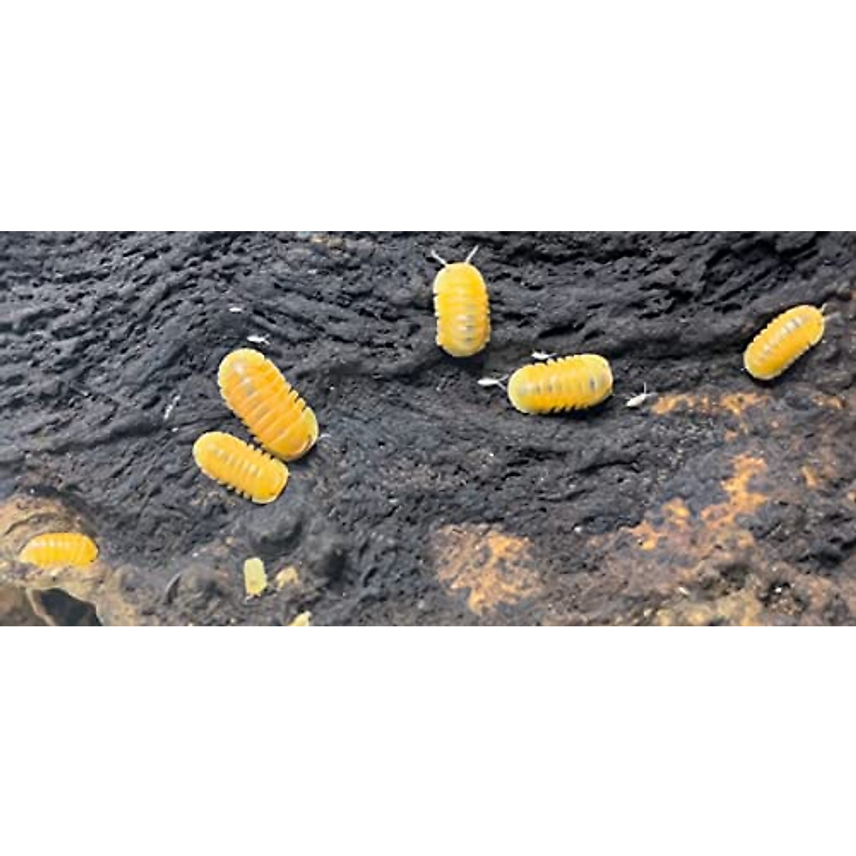 Bugzy Bugs Blonde Rubber Ducky 6 Count Cubaris Isopods Roly Poly Cleanup Crew Feeders for Terrarium Reptile Insect Pet Food