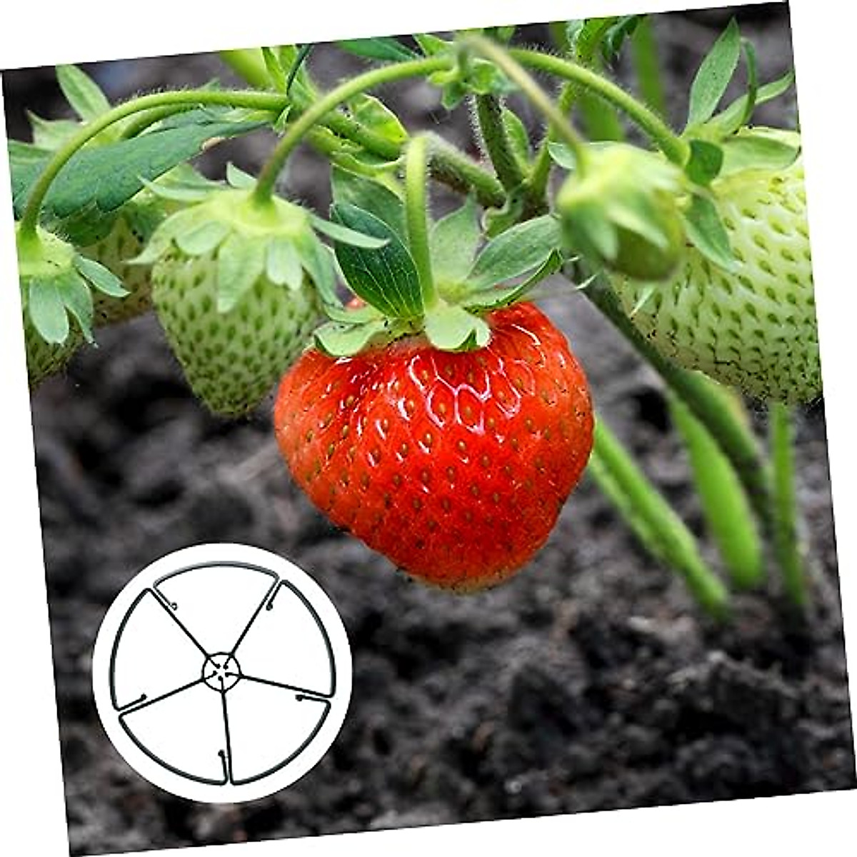 MERRYHAPY 5 Pcs Plant Holder Greenery Pergola Brackets Plastic Serving Tray Rose Bush Trellis Climbing Trellis Cane Grip Plant Trellis Round Plant Fixator Ring Plant Support Trellis Green M