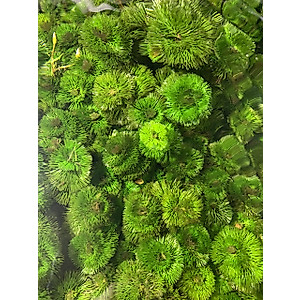 Marcus Fish Tanks Green Cabomba Caroliniana Easy Live Aquarium Plants for Aquatic Freshwater Fish Tank BUY2GET1FREE