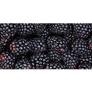 TriStar Plants- TripleCrown Blackberry Bush Thornless -2.5" cup, NO SHIP CALIFORNIA, Healthy Established Roots, Thornless Blackberries, Blackberry pie, Blackberry Jam Blackberry Plant