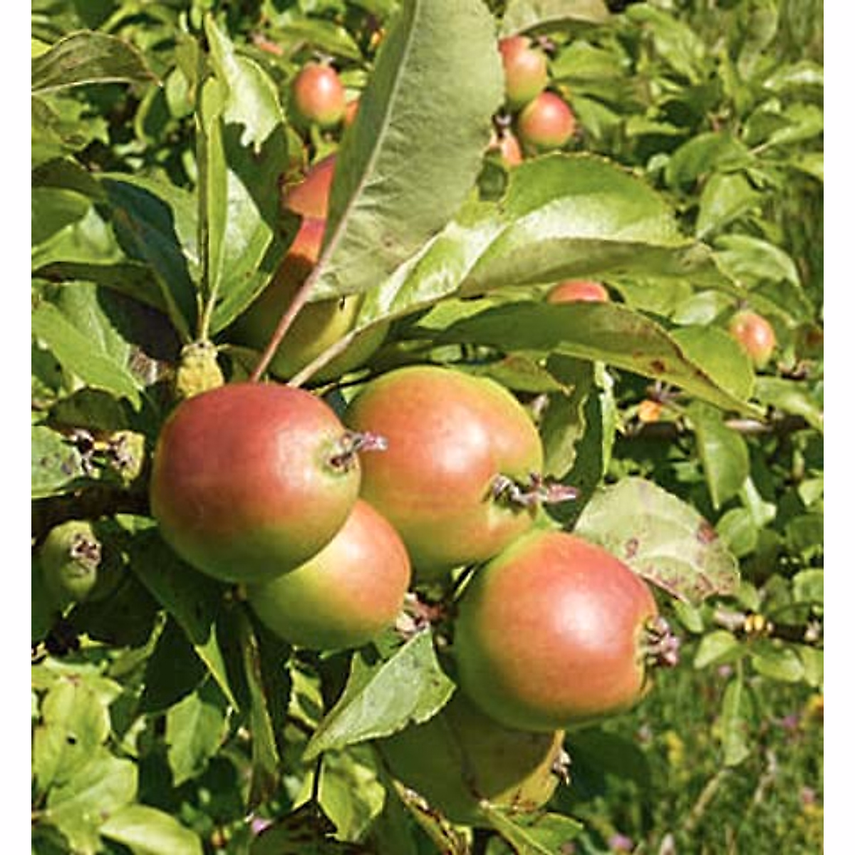 European/French Crab Apple Tree Seeds, 20 Apple Seeds Per Packet, (Isla's Garden Seeds), Non GMO Seeds, Botanical Name: Malus sylvestris, 98% Germination Rates