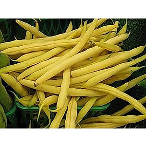 Top Notch Golden Wax Bush Bean Seeds - 50 Count Seed Pack - Non-GMO - an Excellent Heavy yielding Home Garden Variety of Bush Bean. The Beans are mild and Cook up Quick.- Country Creek LLC
