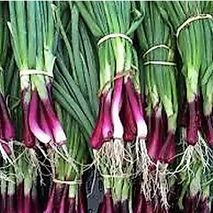 CHUXAY GARDEN Scarlet Bandit Bunching Onion 100 Seeds Purple Onion Vegetables Rare Special Flavor Seasoning Plant Grows in Garden and pots