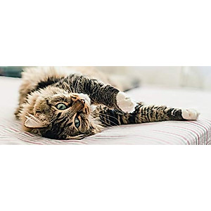 MY LUCKY PETS LLC just Relax for Cats - Advanced Relaxant for Cats - Calms Down Your CAT - Anxiety Relief Complex - Pure Valerian Root for Cats - 1 Bottle (90 Chewable Tablets)