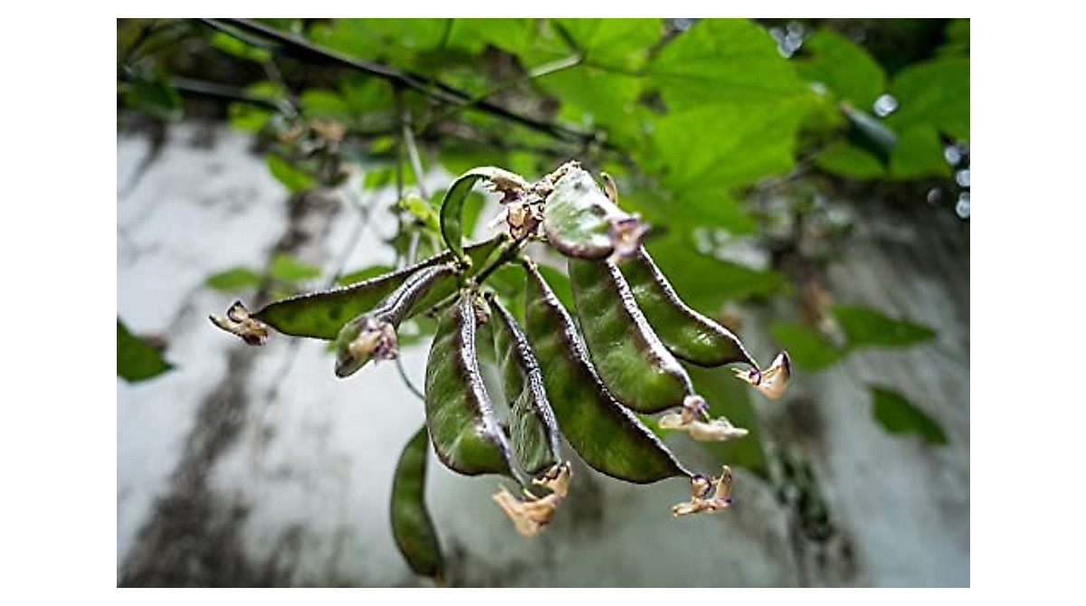 Jackson Wonder Lima Bush Bean Seeds - Easy-Grow Non-GMO Heirlooms