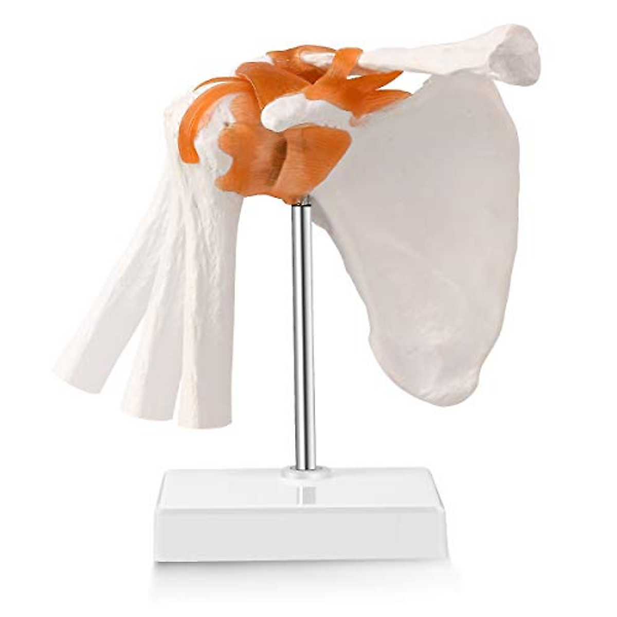 LYOU Human Shoulder Joint Model, Life Size Flexible Anatomically Accurate Shoulder Skeleton Model with Functional Ligaments and Removable Base